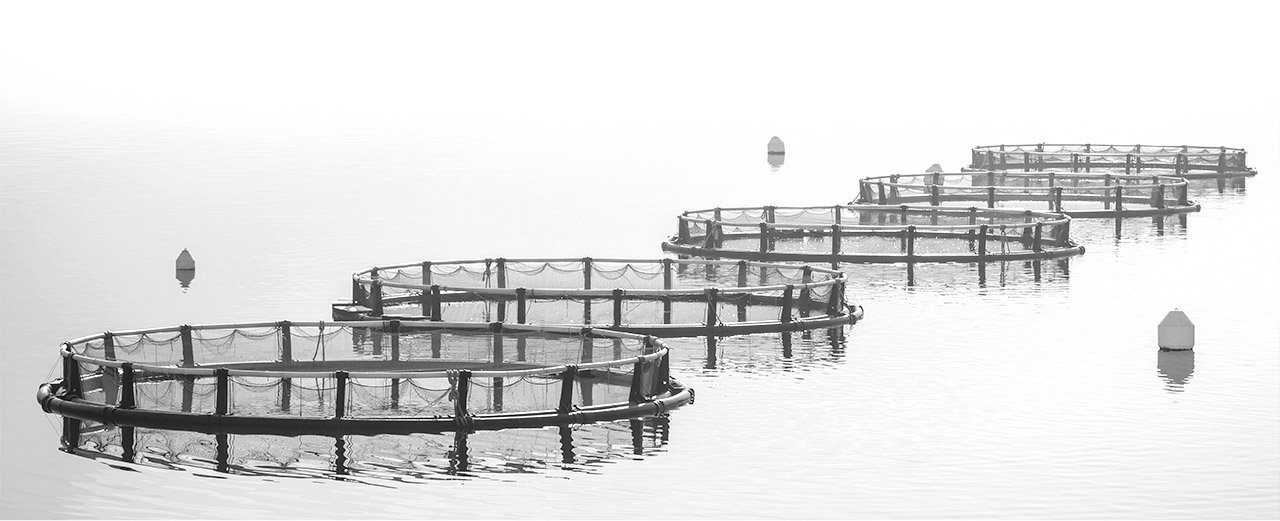 Nutrima | Premium feed for aquaculture